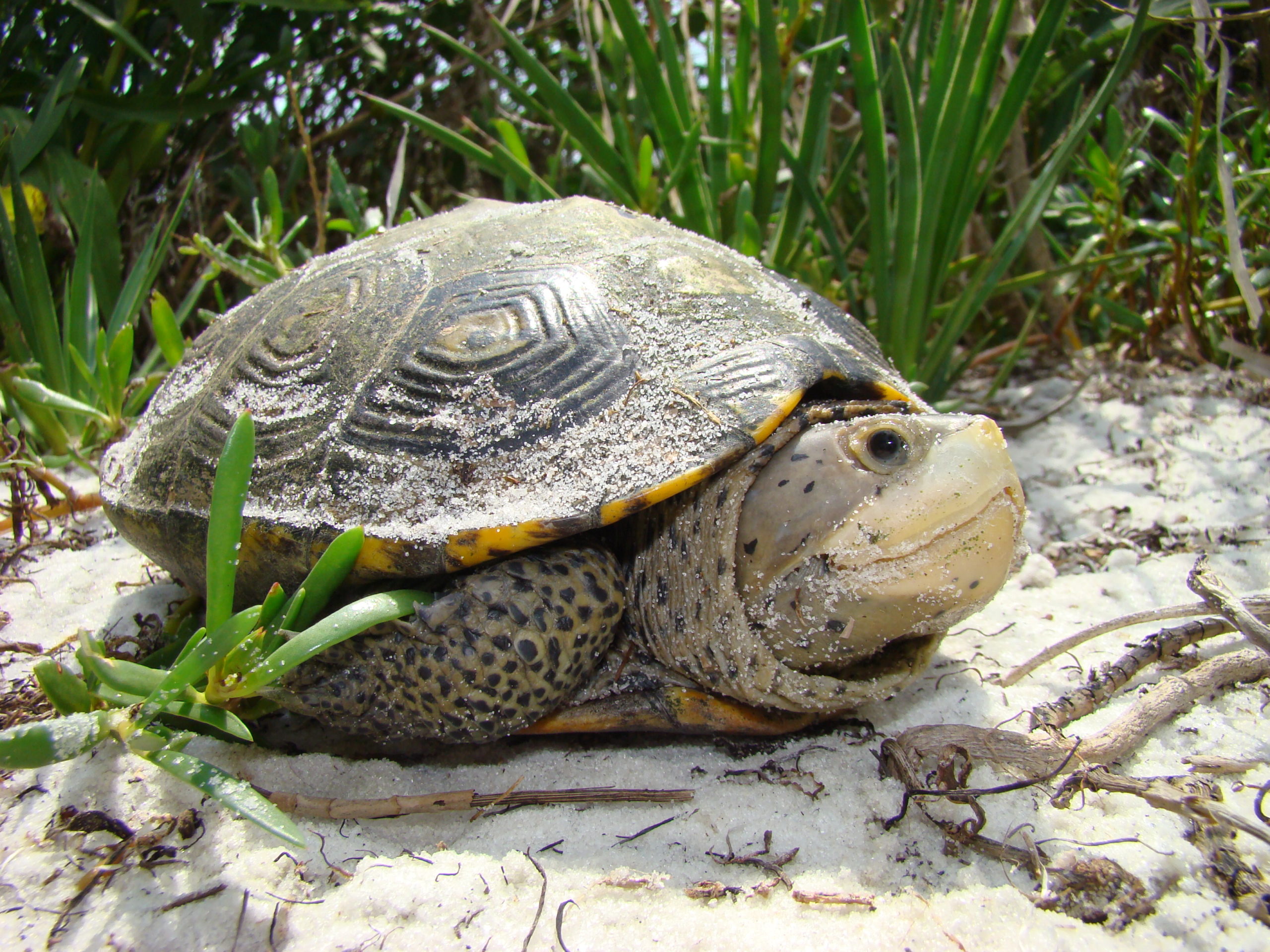 The Diamondback Terrapin – George Heinrich – Friends of Pinellas Master ...