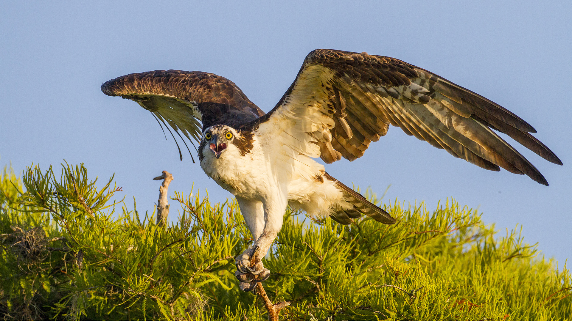 Blue Cypress Lake Field Trip – Friends of Pinellas Master Naturalists